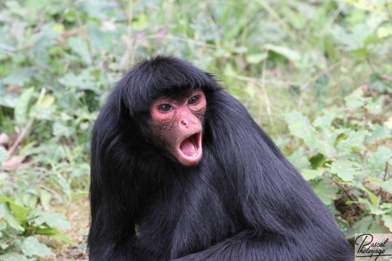 L'atèle à face rouge