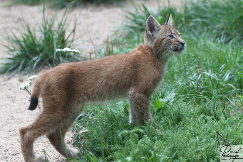 Le lynx roux