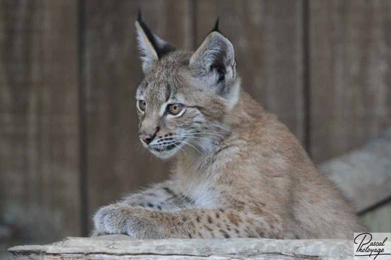 Le lynx roux